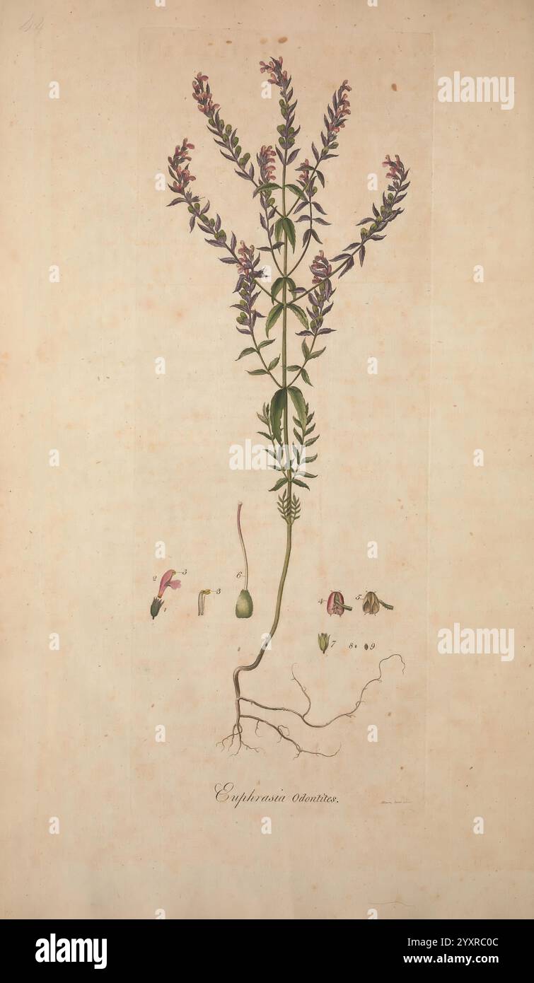 Flora Londinensis, Plates and descriptions of such plants as grow wild ...