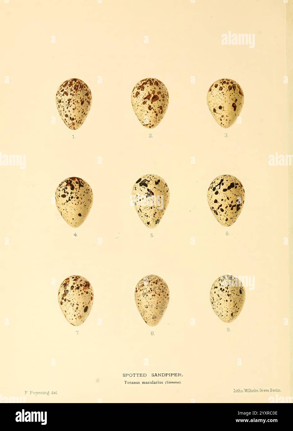 Eggs of British birds, London, R.H. Porter, 1895-96, Great Britain ...