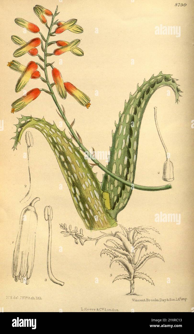 Curtis's Botanical Magazine London New York Botanical Illustration ...