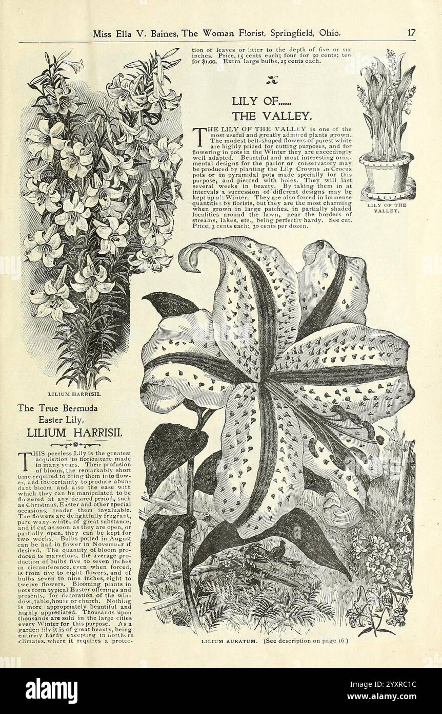 Bulbs, Roses, Plants of all kinds for winter blooming, Springfield ...