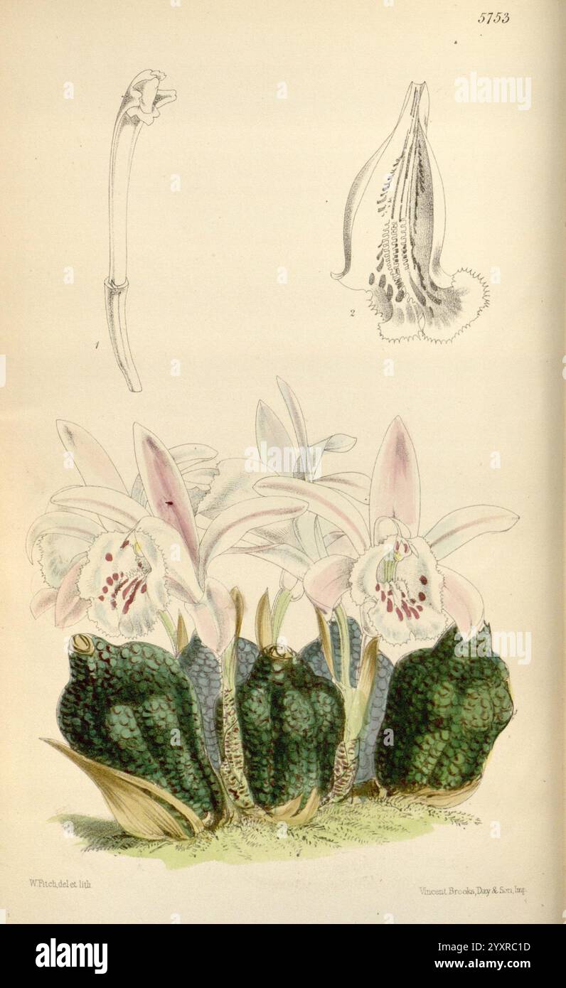 Curtis's Botanical Magazine London New York Botanical Illustration ...