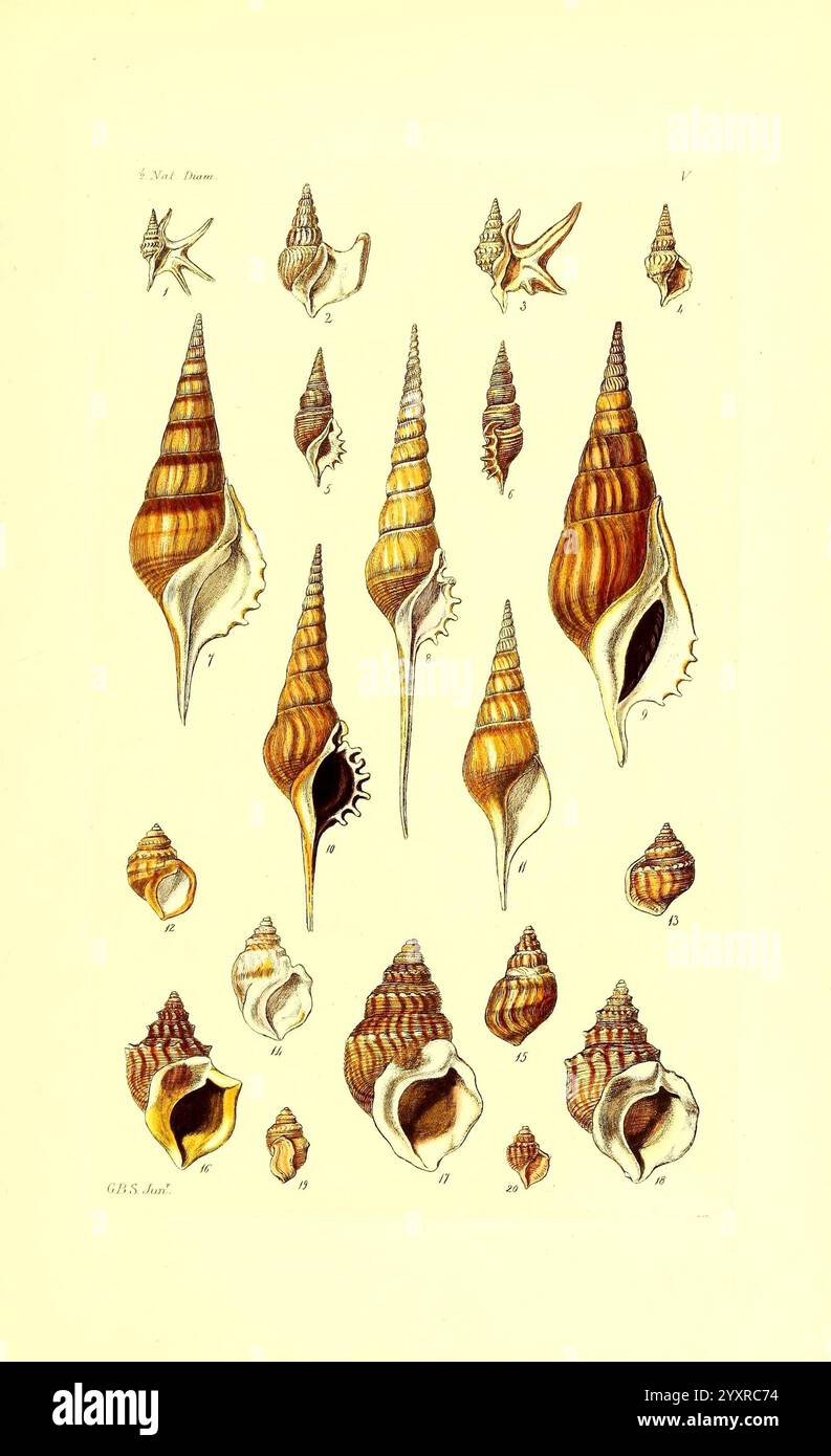 Illustration features different species hi-res stock photography and ...