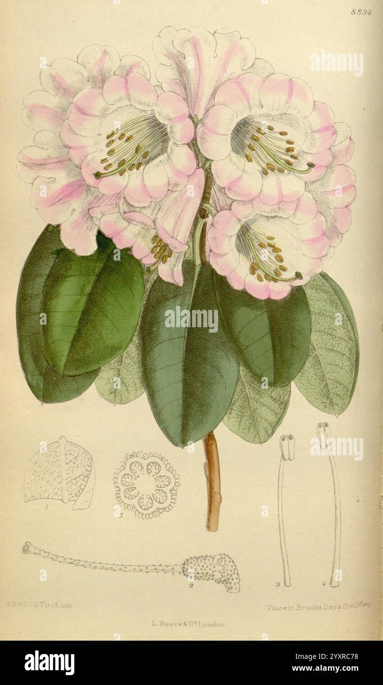 Detailed botanical drawings depict parts hi-res stock photography and ...