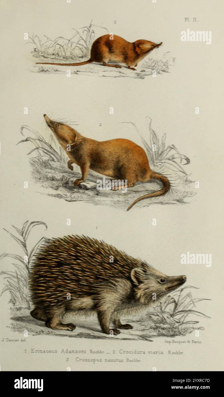 Spiny animal recognized hi-res stock photography and images - Alamy