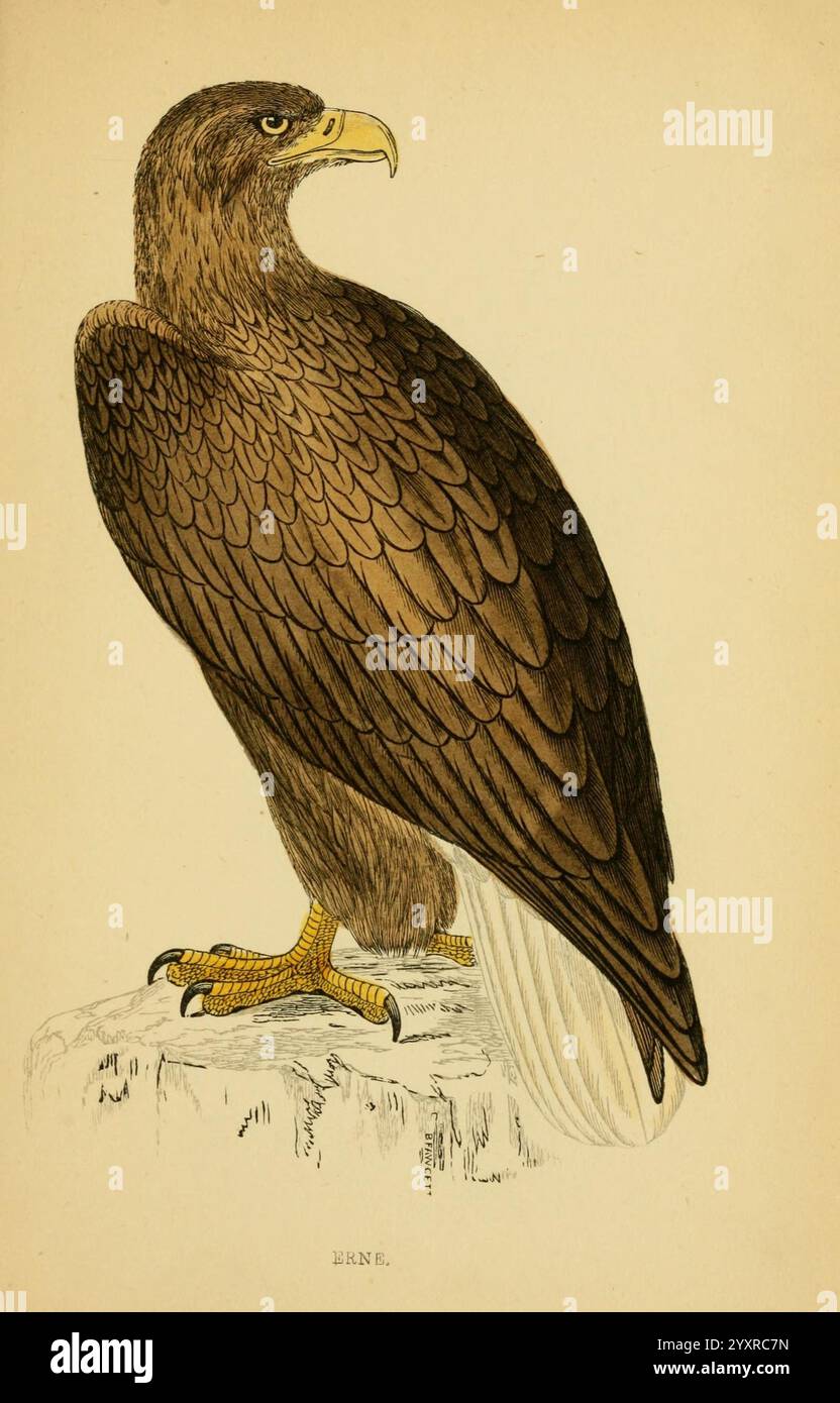Eagle stands proudly hi-res stock photography and images - Alamy