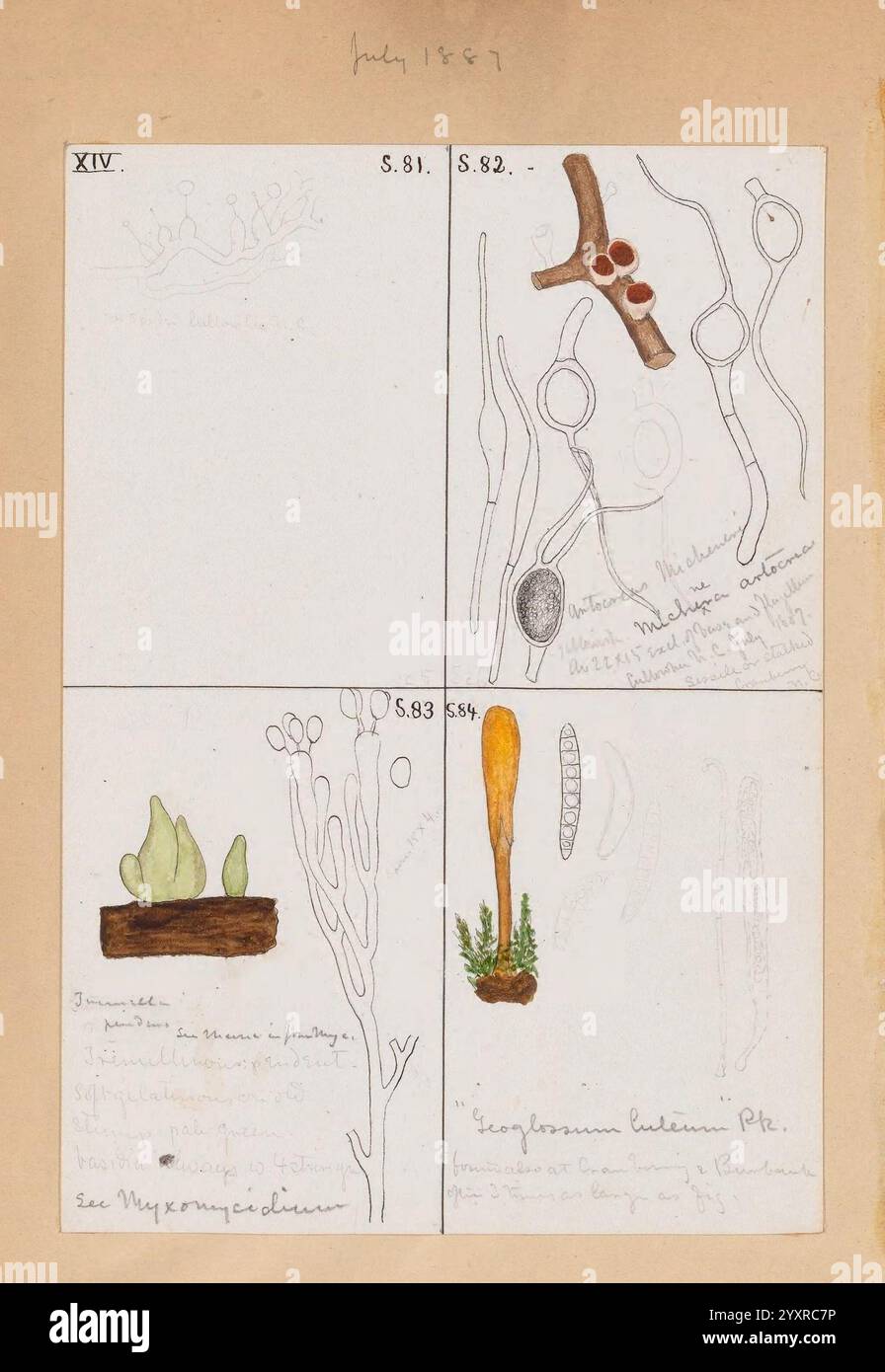 Understanding ecological relationships hi-res stock photography and ...