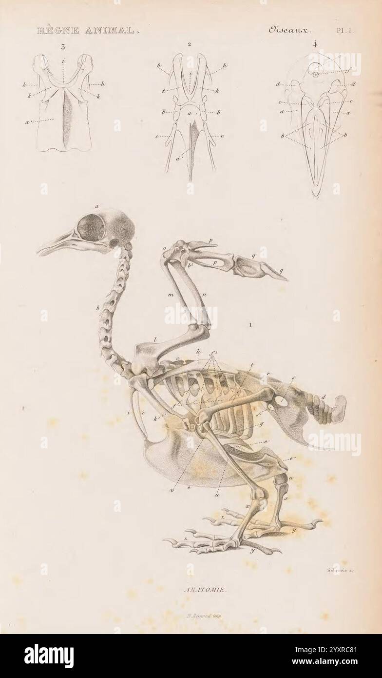 Key skeletal components hi-res stock photography and images - Alamy