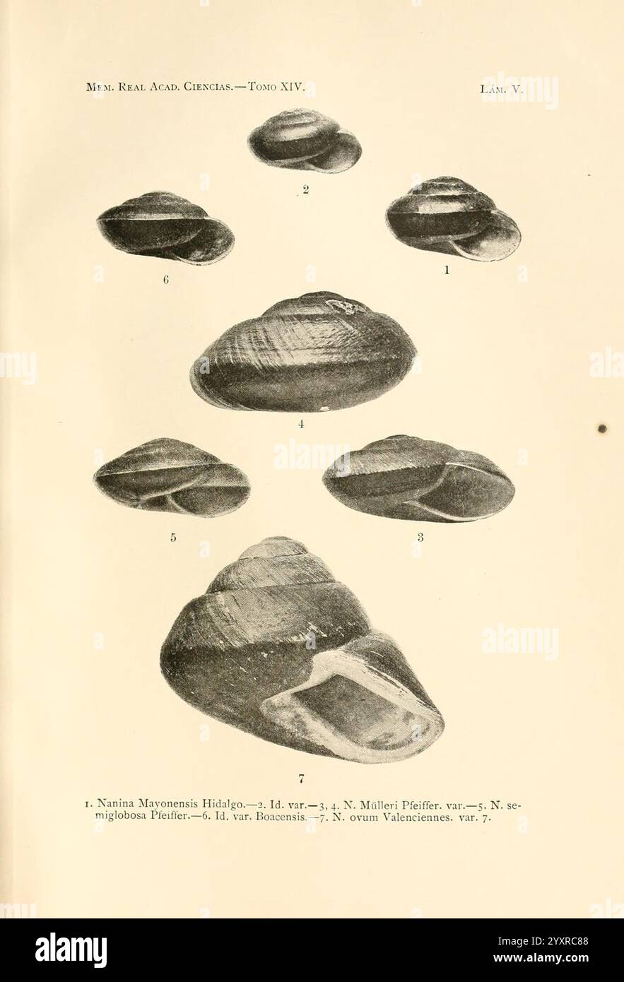 Clear classification within hi-res stock photography and images - Alamy