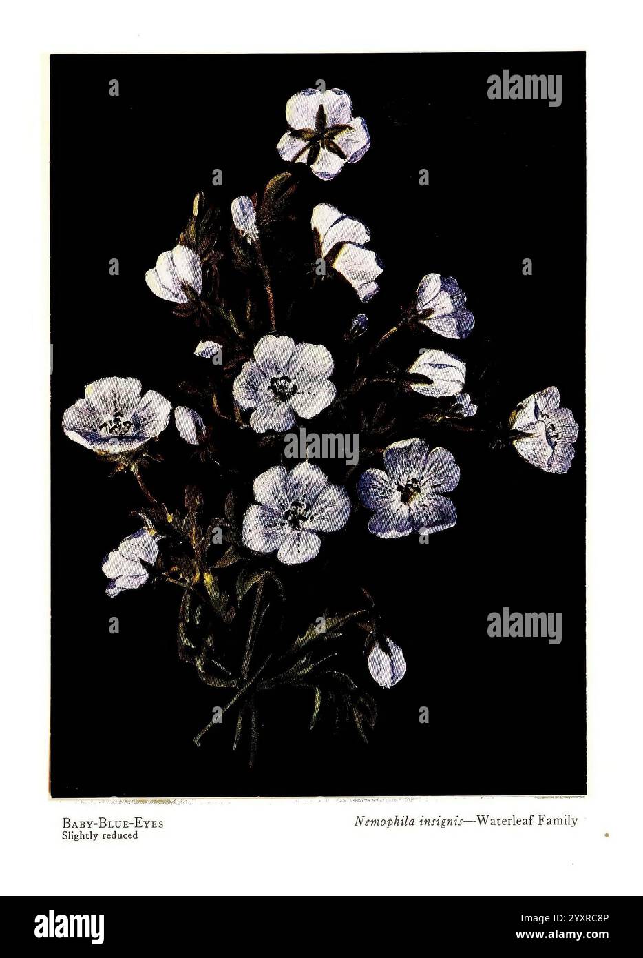 Featuring multiple blooms hi-res stock photography and images - Alamy