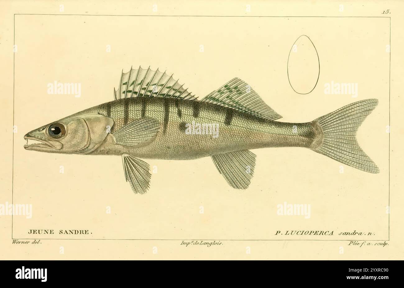 Scientific nomenclature add hi-res stock photography and images - Alamy