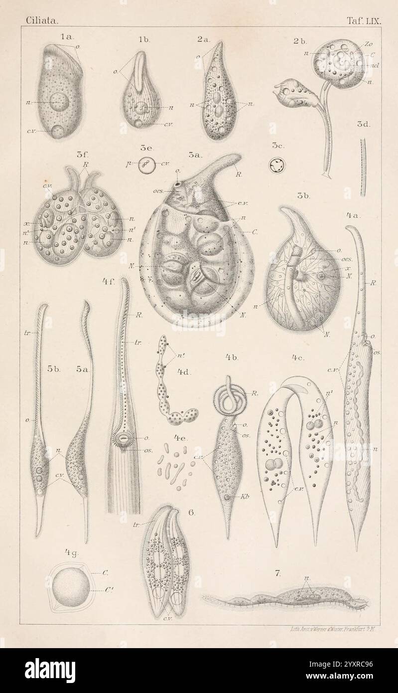 Illustrated microscopic organisms hi-res stock photography and images ...