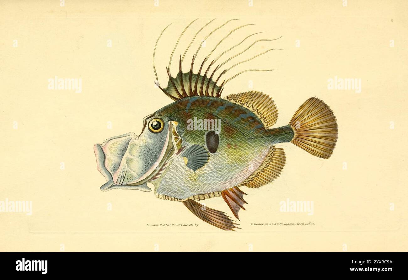Fishs taxonomy hi-res stock photography and images - Alamy