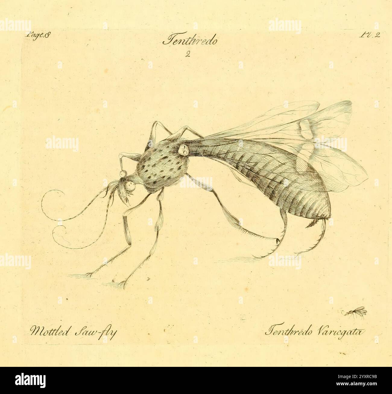 Microscopes pictorial works hi-res stock photography and images - Alamy