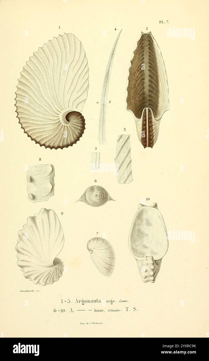 Argonaut shells hi-res stock photography and images - Alamy