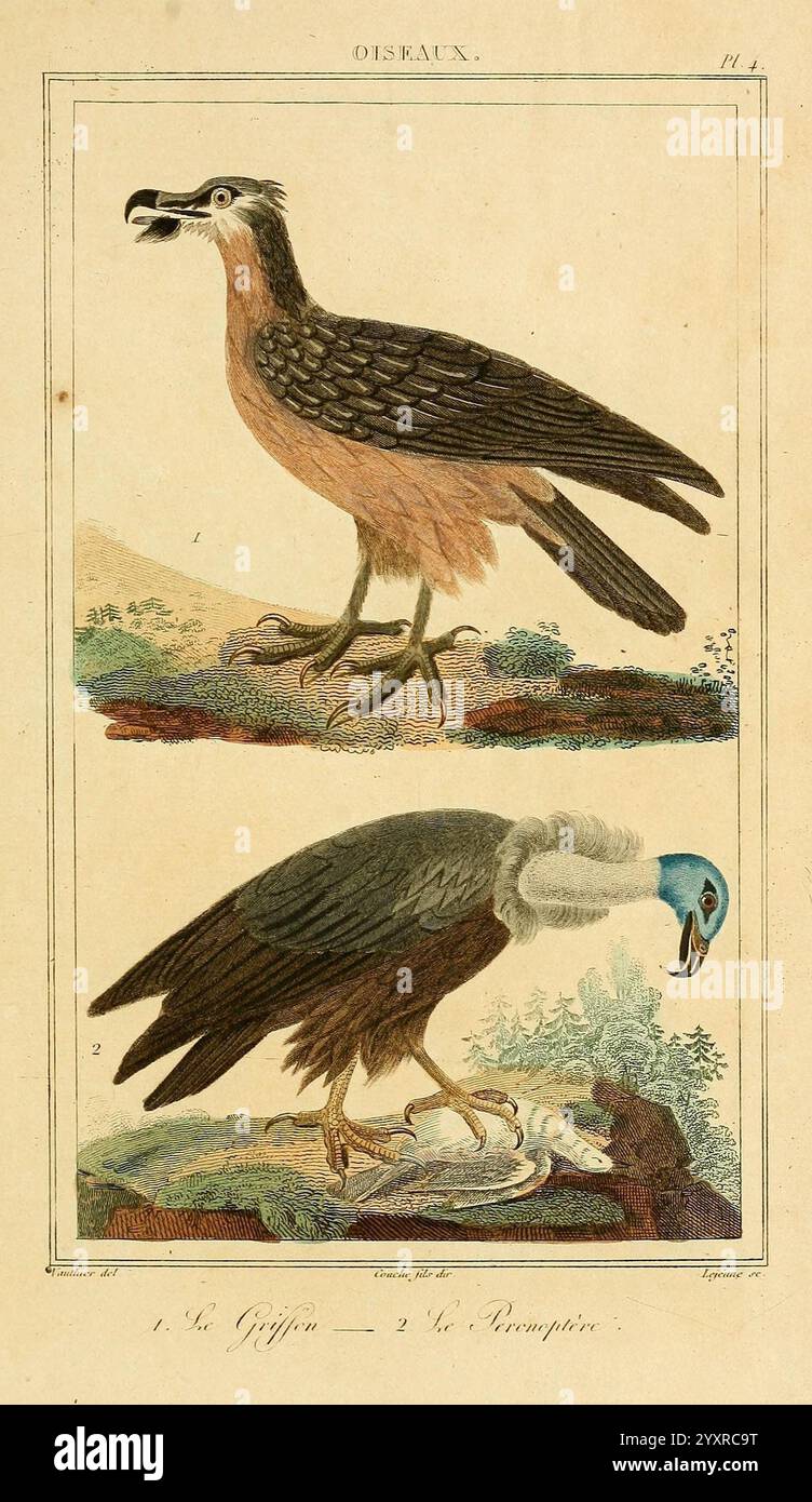 Illustration displays two distinct avian species hi-res stock ...