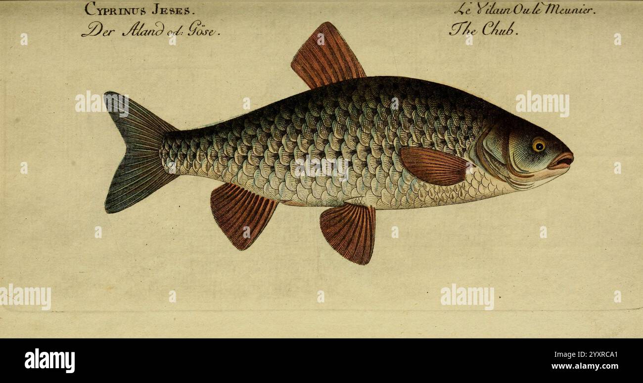 Strong pectoral fins hi-res stock photography and images - Alamy