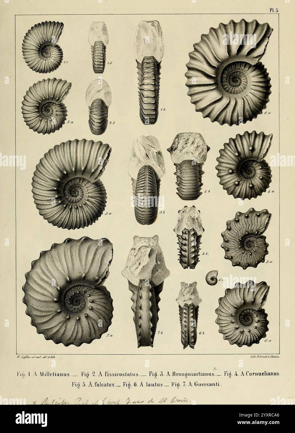 Ammonite shell structures hi-res stock photography and images - Alamy
