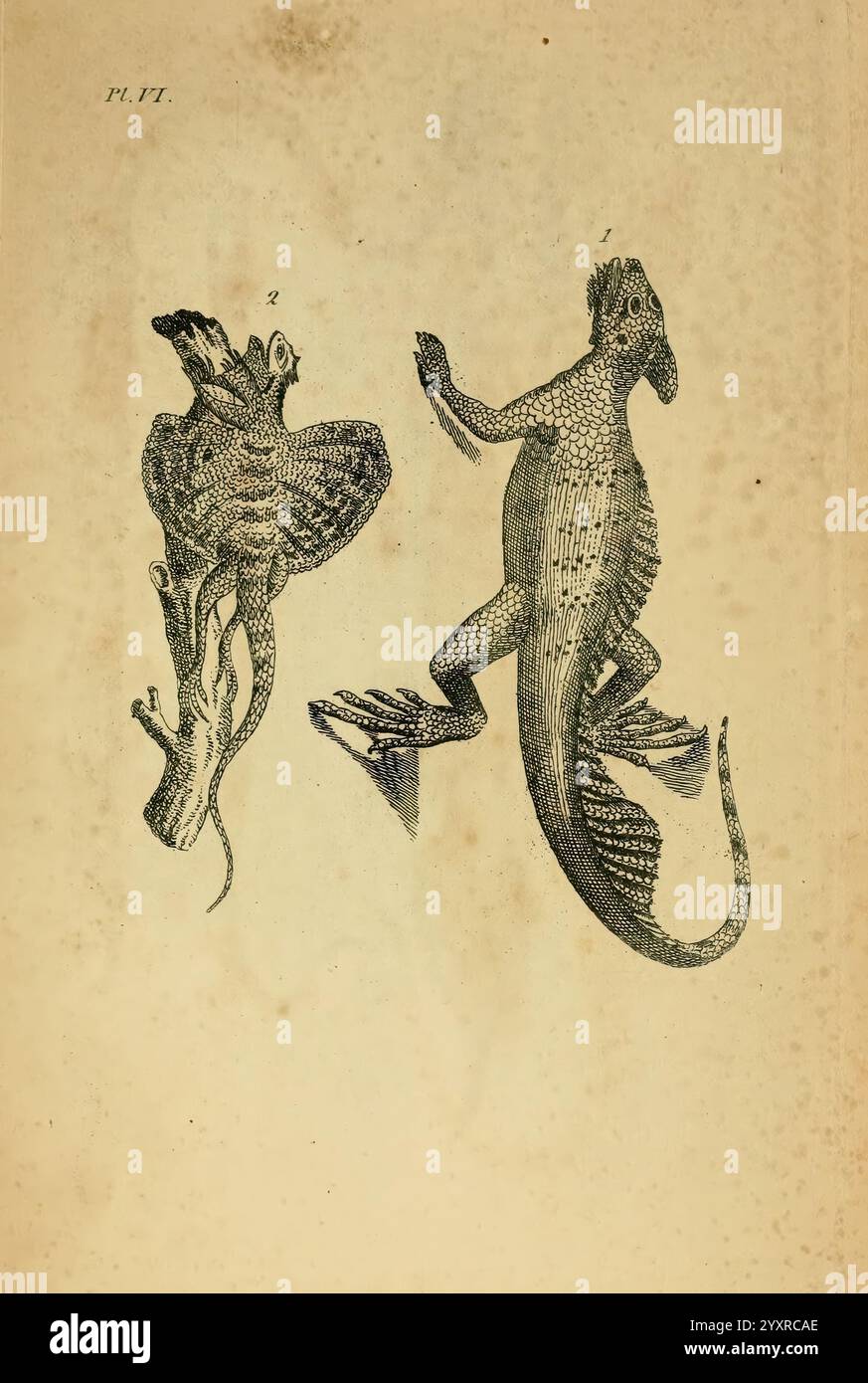 Illustration features two distinct sea creatures hi-res stock ...