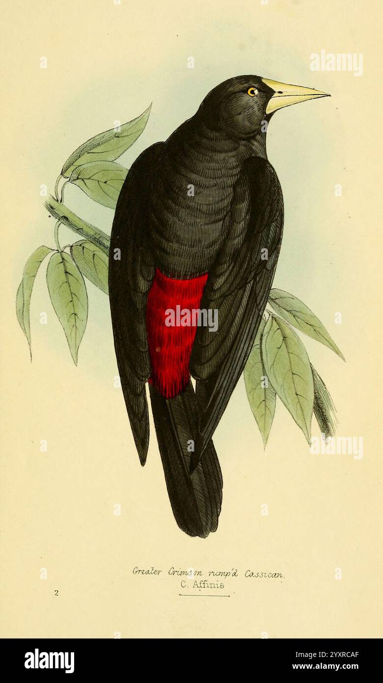 A selection of the Birds of Brazil and Mexico, the drawings, 1841 ...