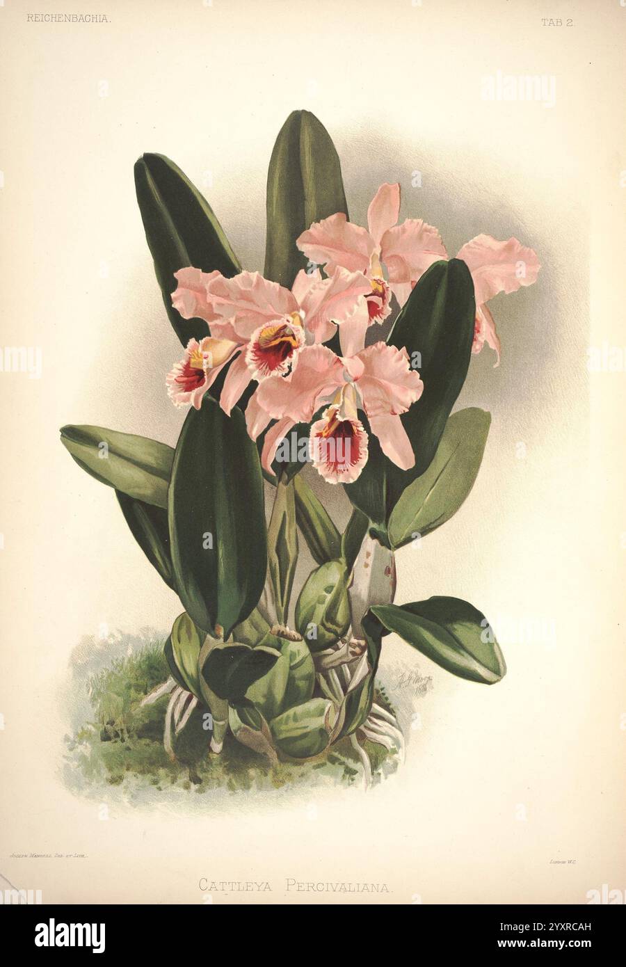 Elegant cattleya perciviana orchids hi-res stock photography and images ...