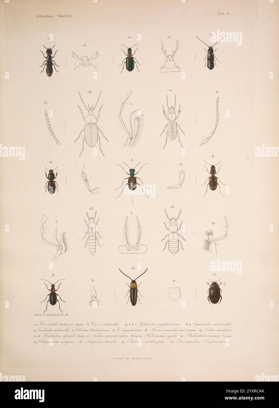 Insects paris hi-res stock photography and images - Alamy