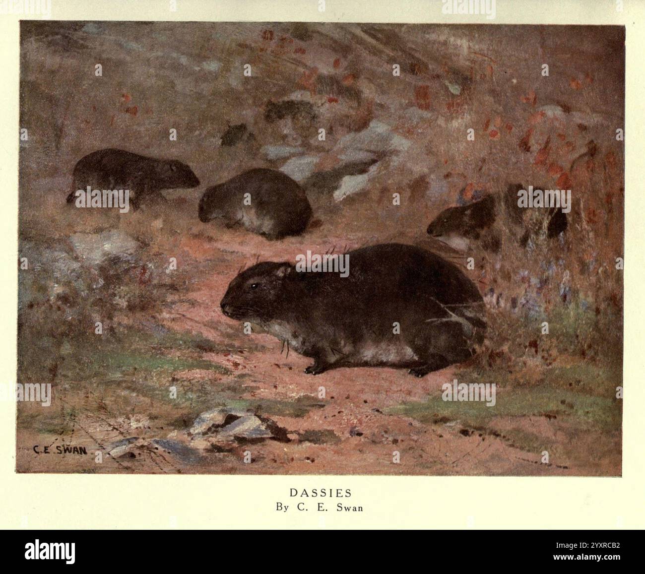 Soft earth tones highlighting hi-res stock photography and images - Alamy