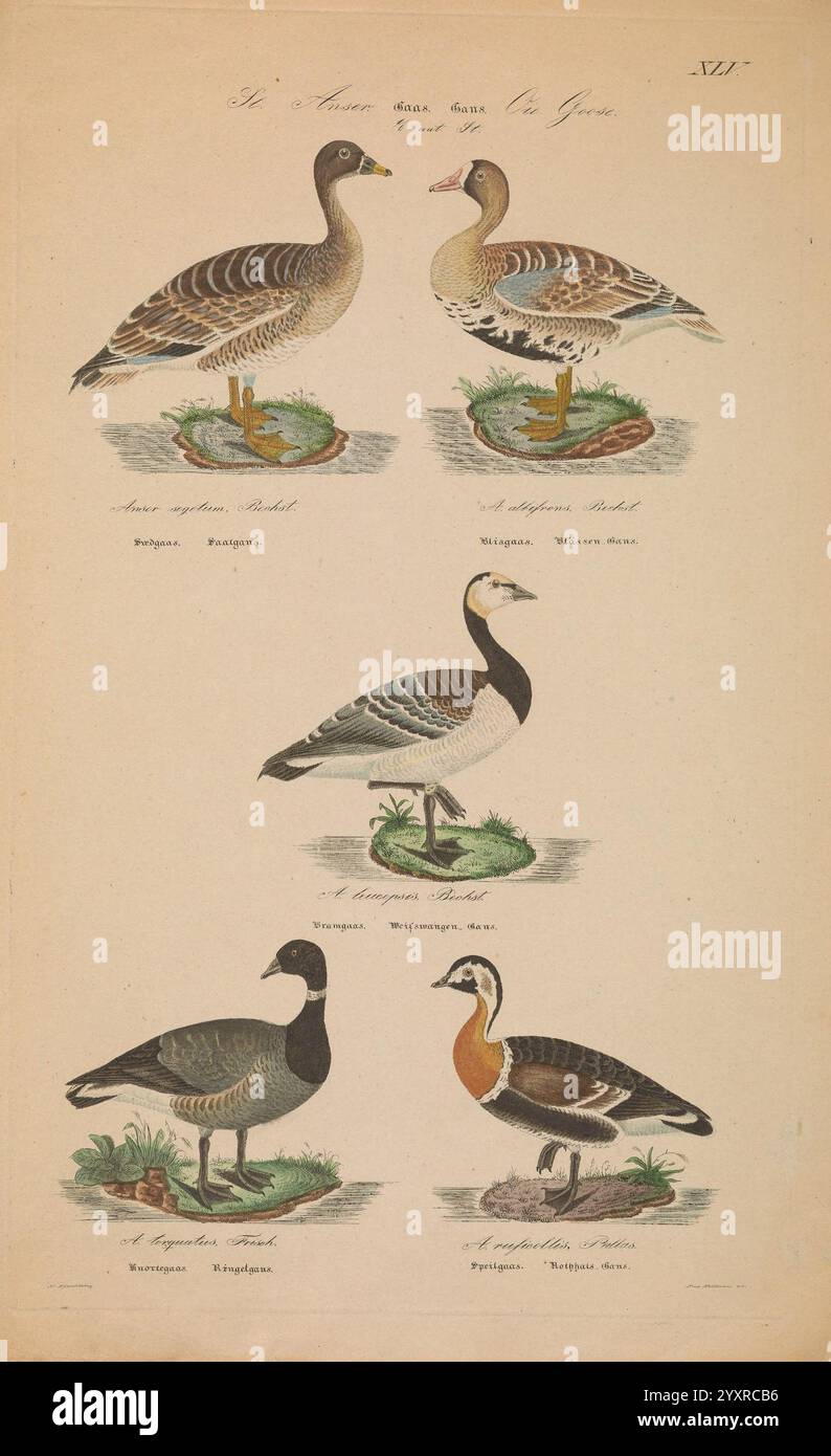 Danmarks fugle, beskrevne, Kjøbenhavn, Forfatterens Forlag, 1851-1852 ...