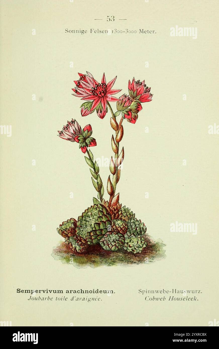 Alpen-Flora, Heidelberg, C. Winter, 1906, alps, mountain plants ...