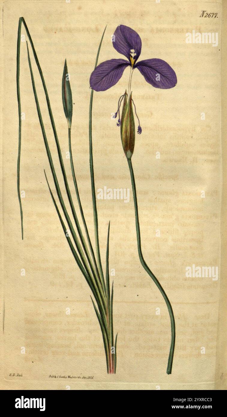 Faint botanical text hi-res stock photography and images - Alamy