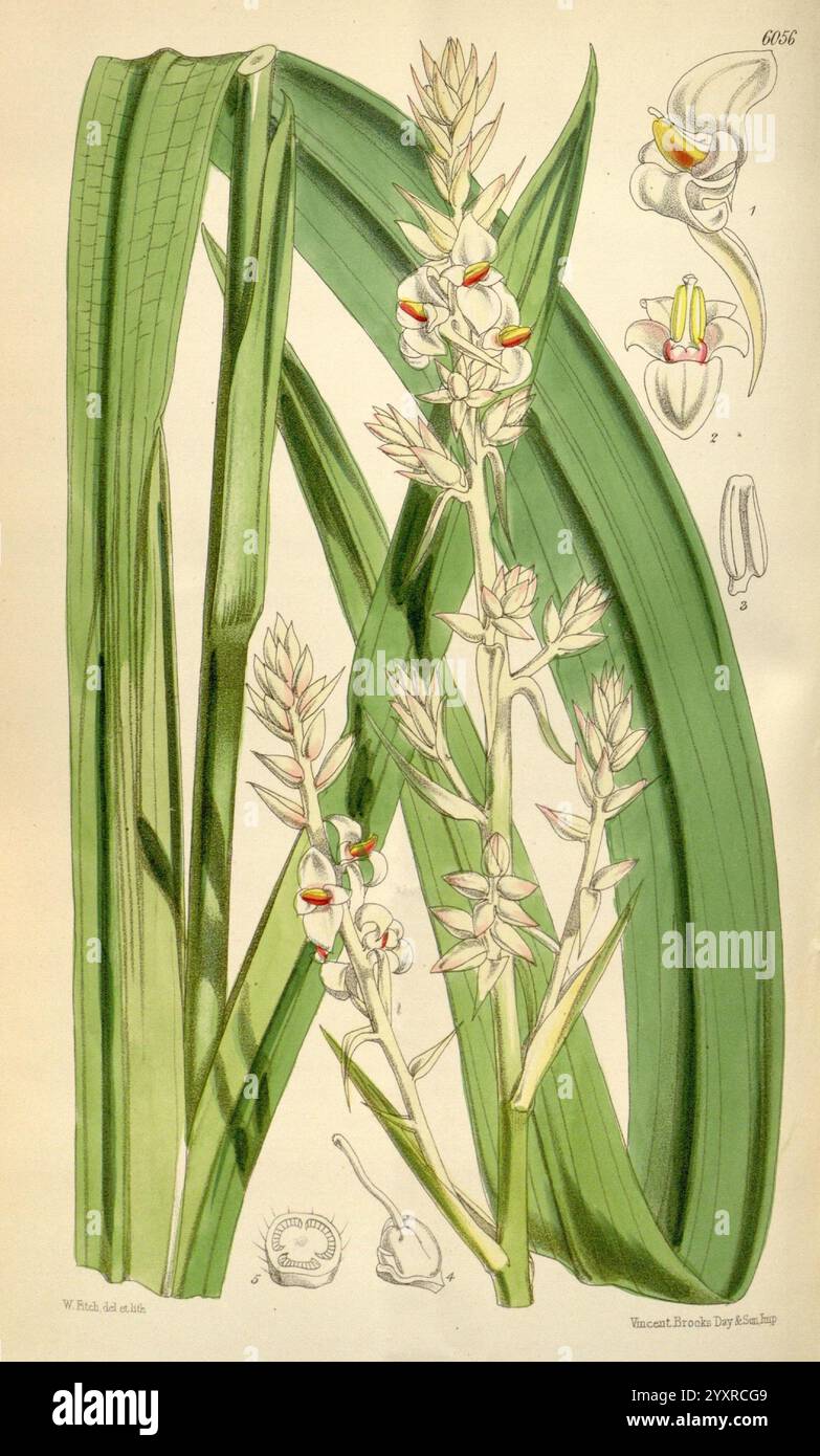 Curtis's Botanical Magazine, London, New York, botanical illustration ...