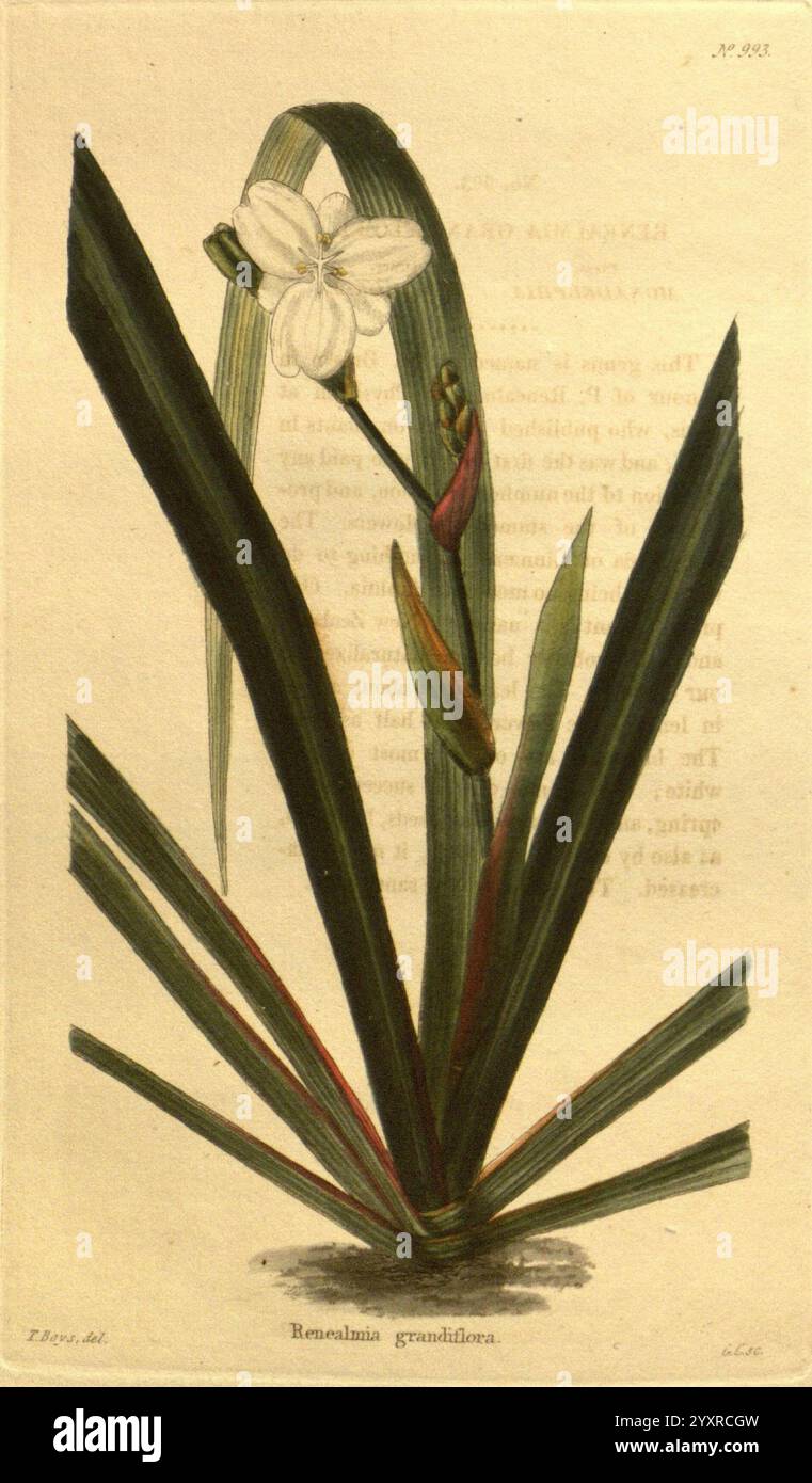 The Botanical Cabinet London, John & Arthur Arch 1817-1833, A botanical ...
