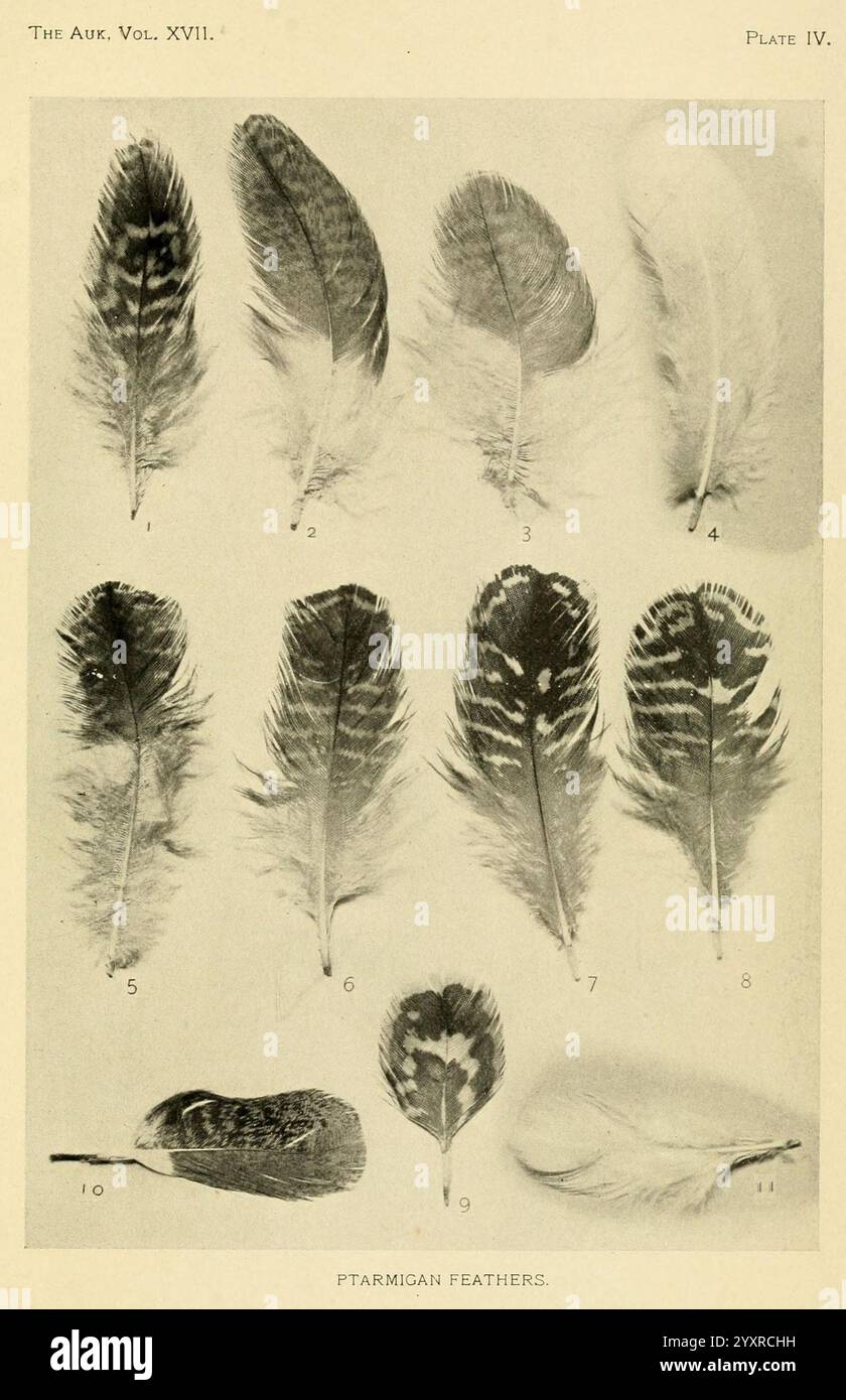 The Auk, Washington, D.C, American Ornithologists' Union, 1884, birds ...