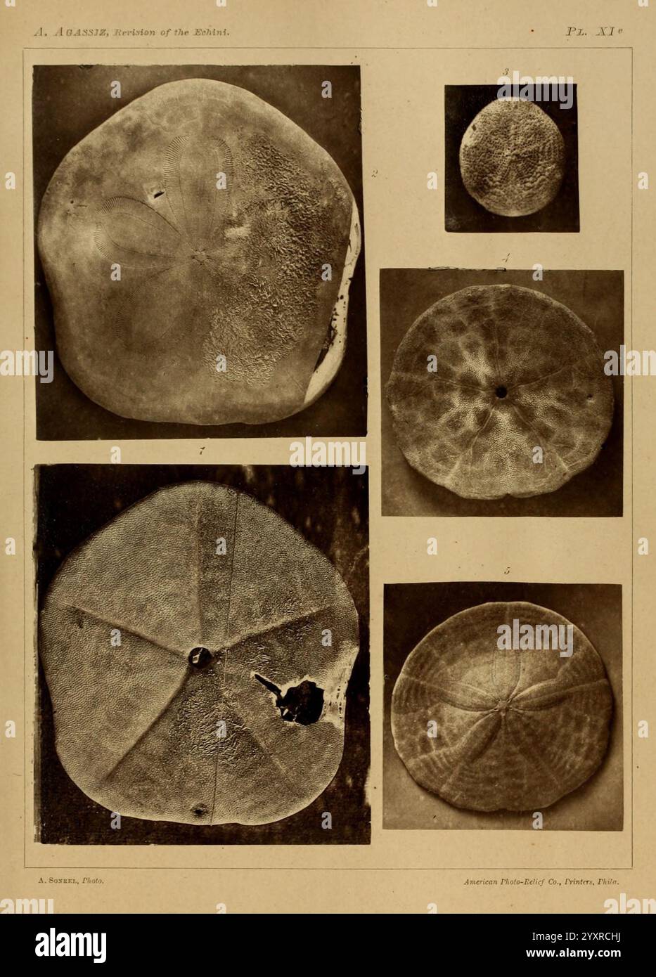 Revision of the Echini Cambridge, Mass, University Press, 1872-1874 ...