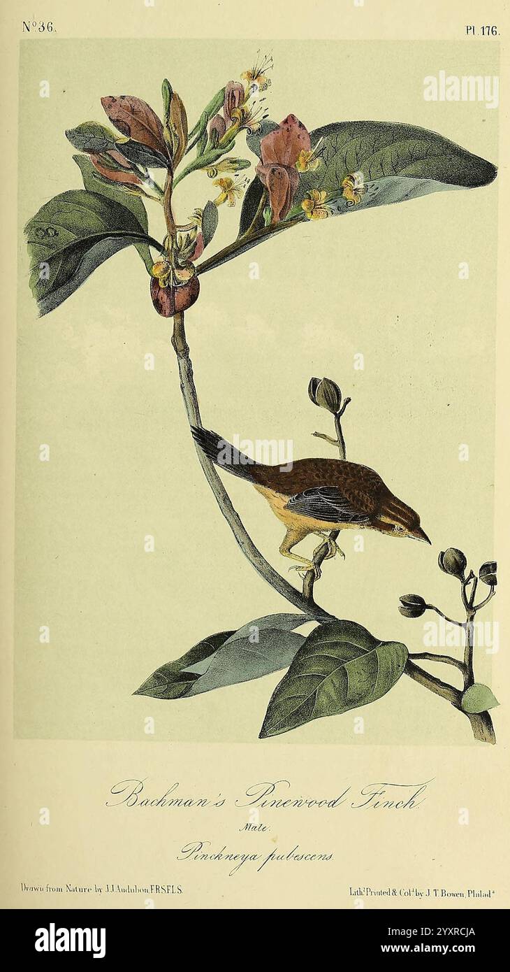 Composition underline hi-res stock photography and images - Alamy