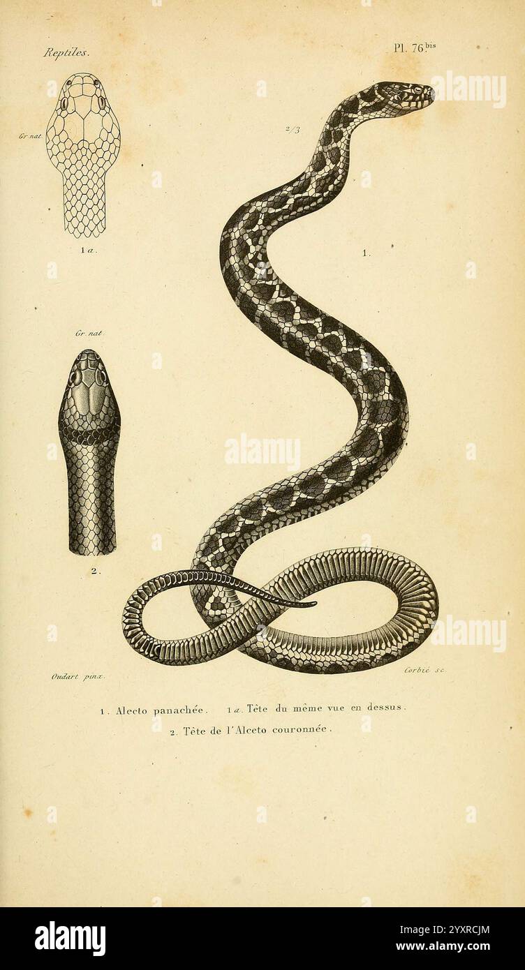 Erpétologie générale, ou, Histoire naturelle complète des reptiles ...