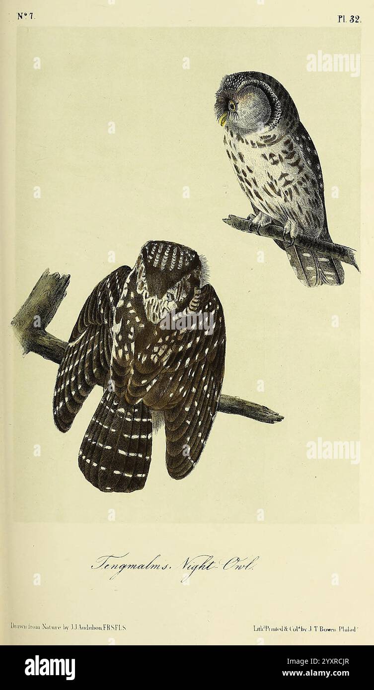 Showing intricate feather patterns hi-res stock photography and images ...