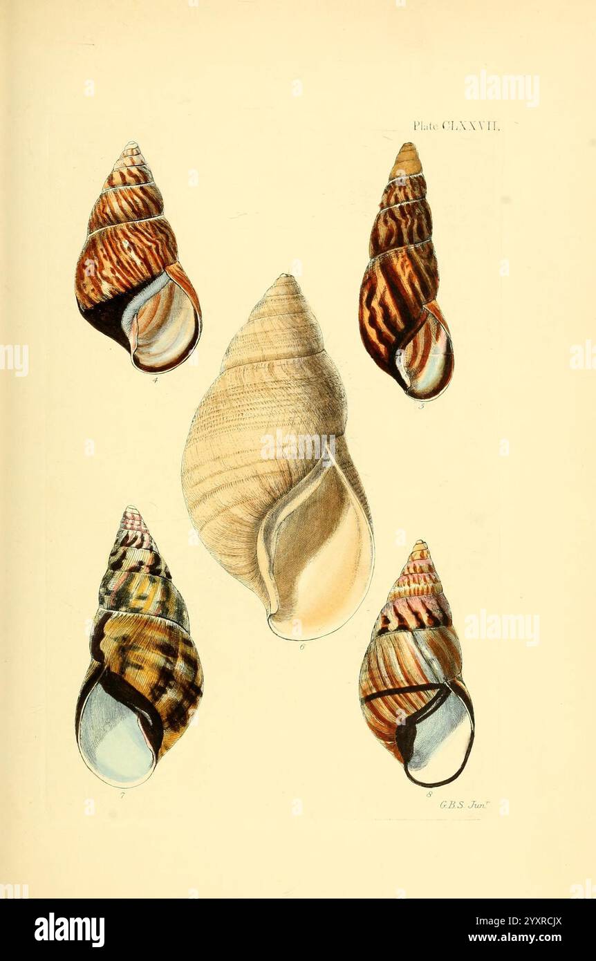 Five distinct shells hi-res stock photography and images - Alamy