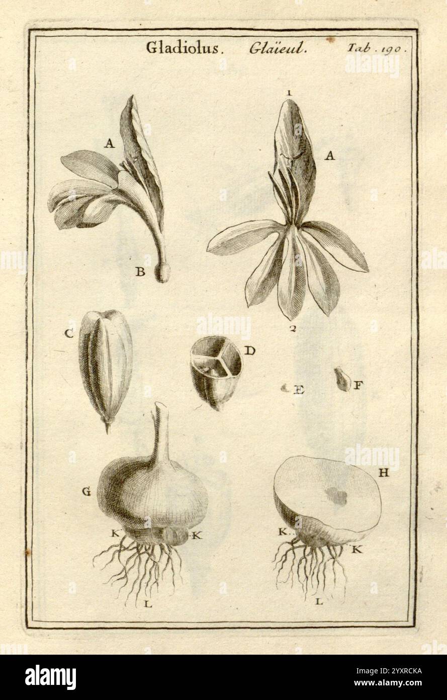 Joseph Pitton de Tournefort, Institutiones rei herbariae, Parisiis, E ...