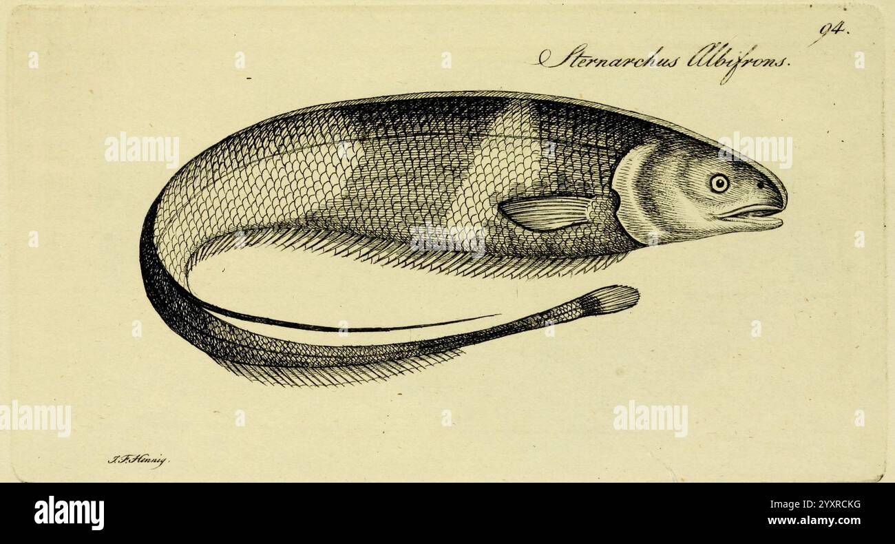 Slender tail tapers hi-res stock photography and images - Alamy