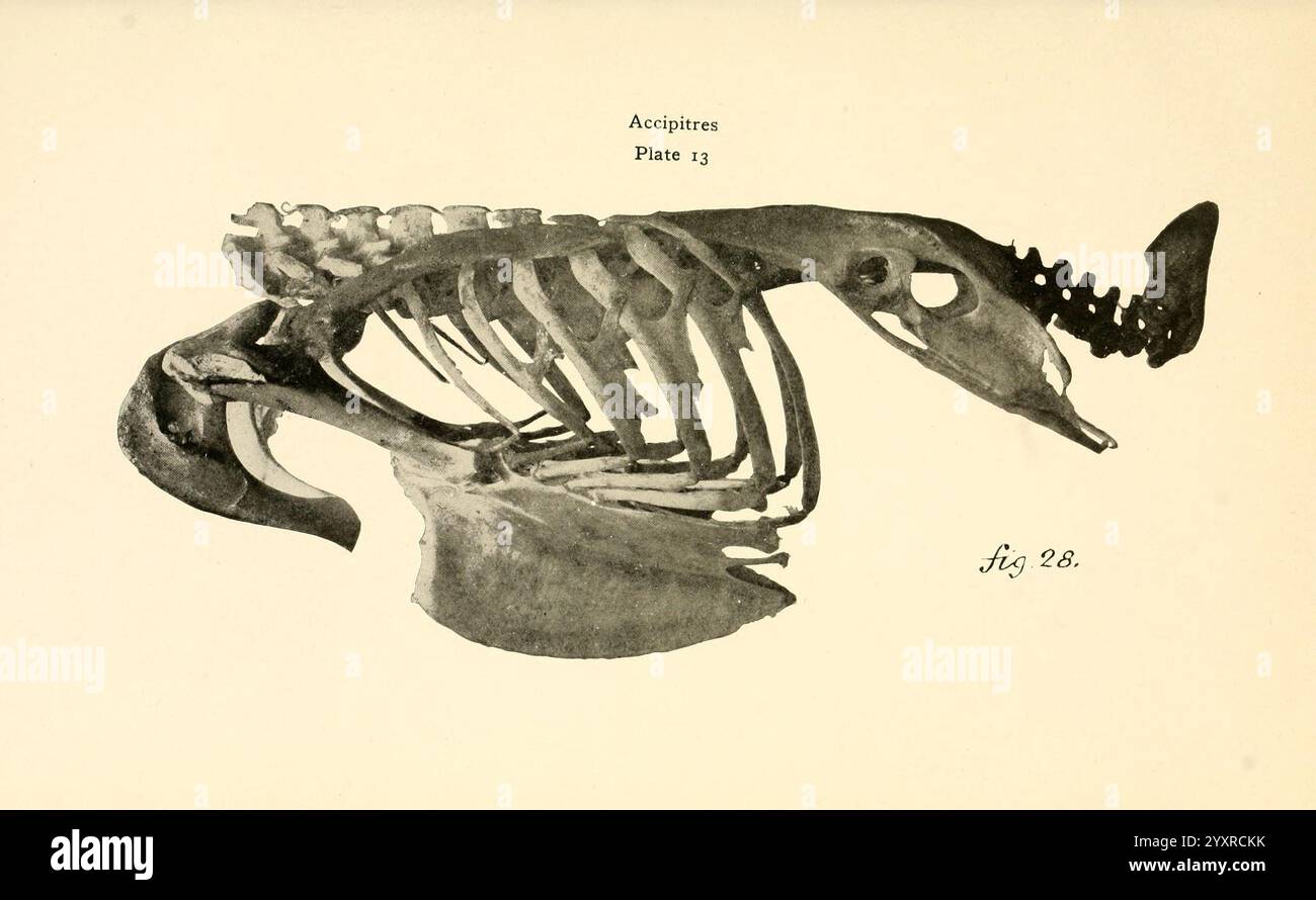 Whale skeleton illustration hi-res stock photography and images - Alamy