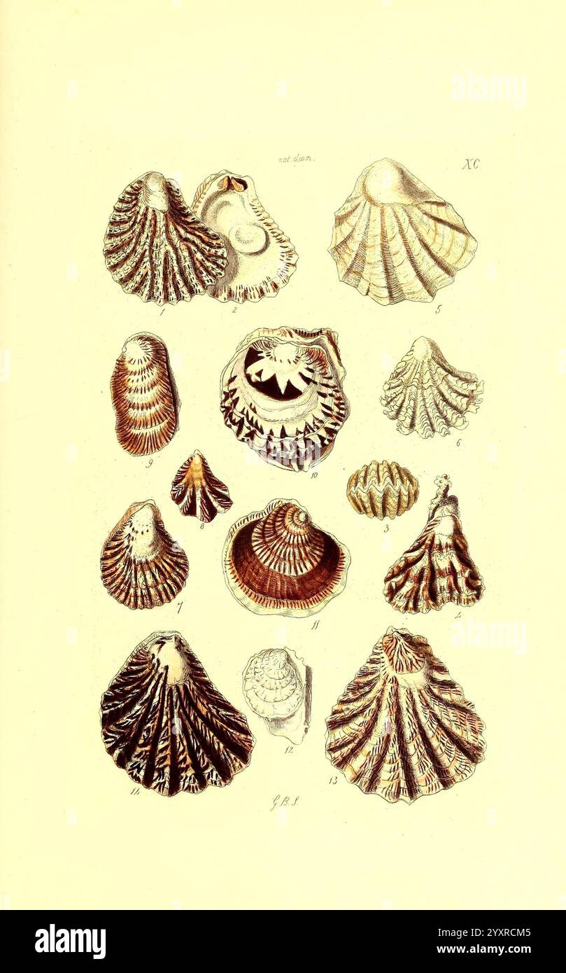 Shell exhibits unique patterns hi-res stock photography and images - Alamy