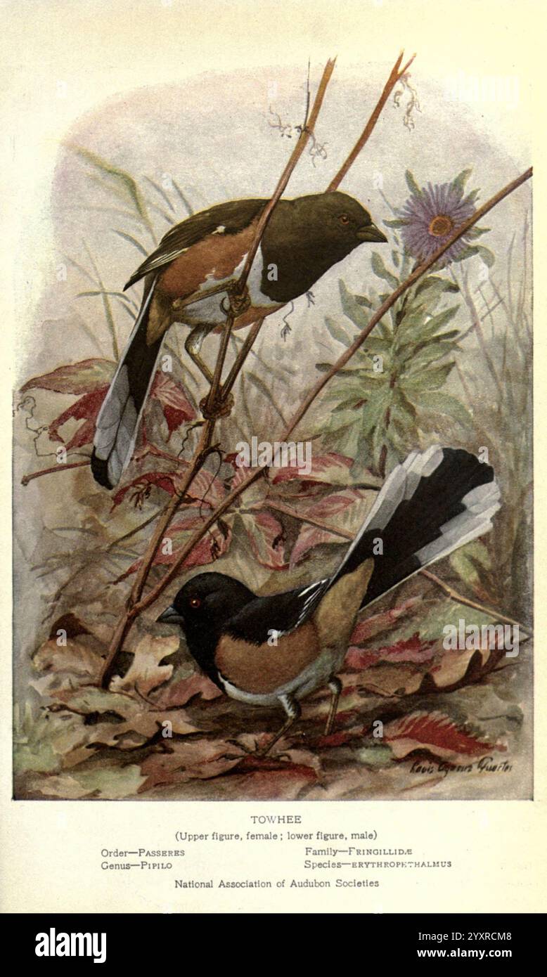 Portraits and habits of our birds v.2, New York City, National ...