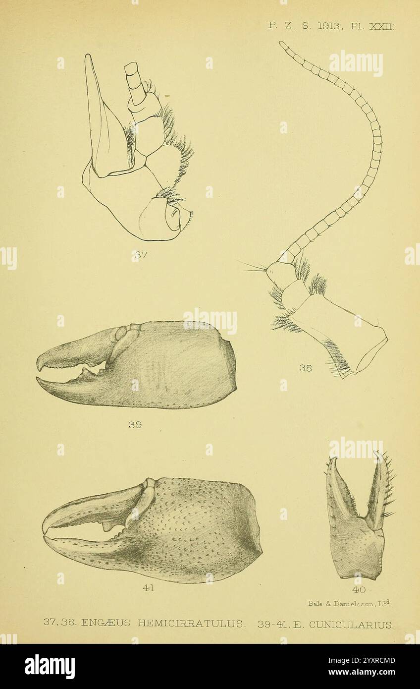 Claws curvature hi-res stock photography and images - Alamy