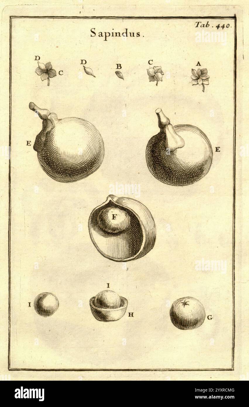 Multiple fruit forms hi-res stock photography and images - Alamy