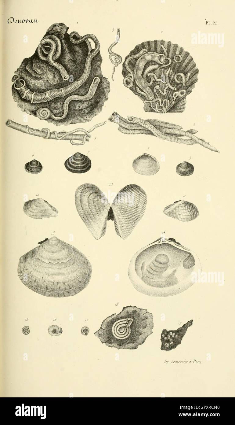 Top section features atypical shell structures hi-res stock photography ...