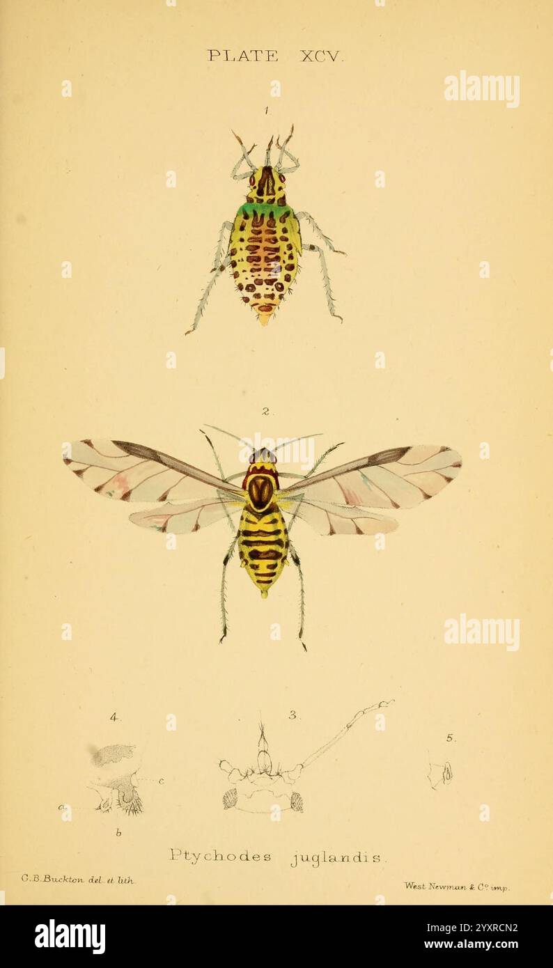 Revealing translucent textures hi-res stock photography and images - Alamy