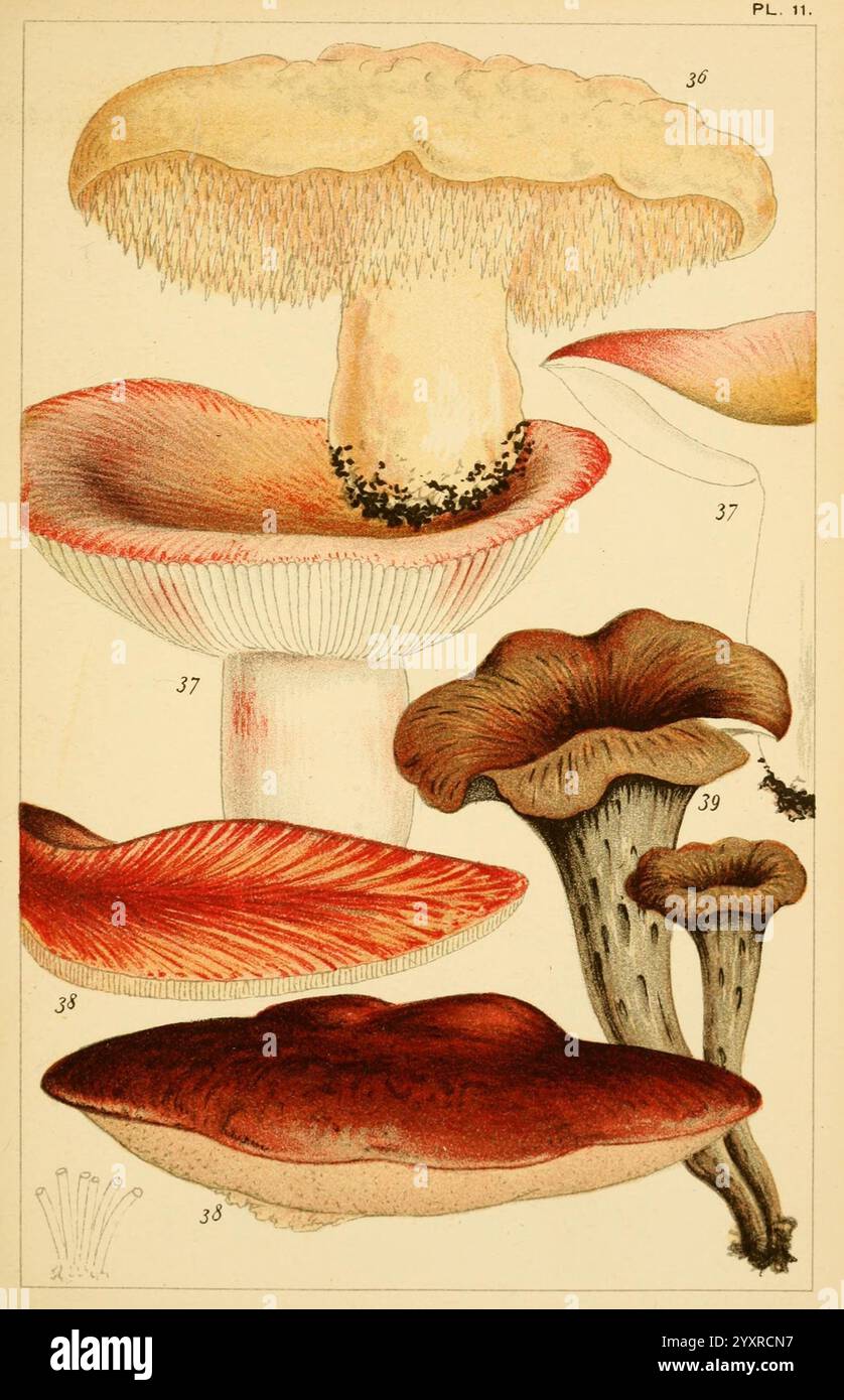 British, edible, fungi, London, K. Paul, Trench, Trbner, 1891, Great ...