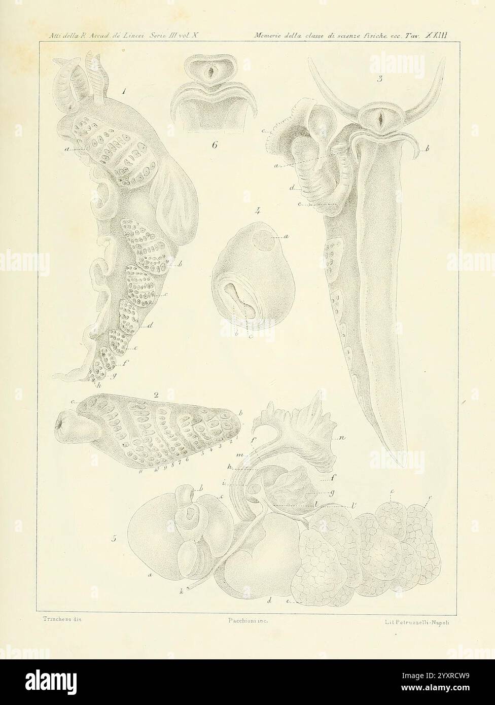 Understanding cephalopod biology hi-res stock photography and images ...