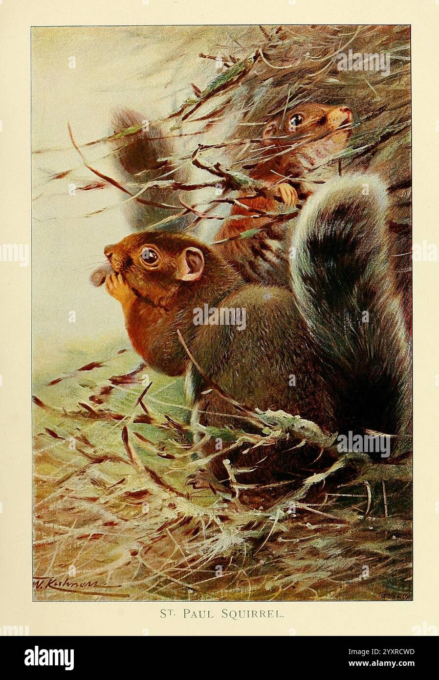 1916 zoology squirrel taxonomy hi-res stock photography and images - Alamy