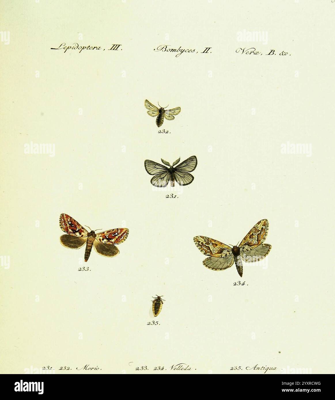 Hübner's Papilio s.l. s.n. 1796-1841 Lepidoptera, The illustration ...
